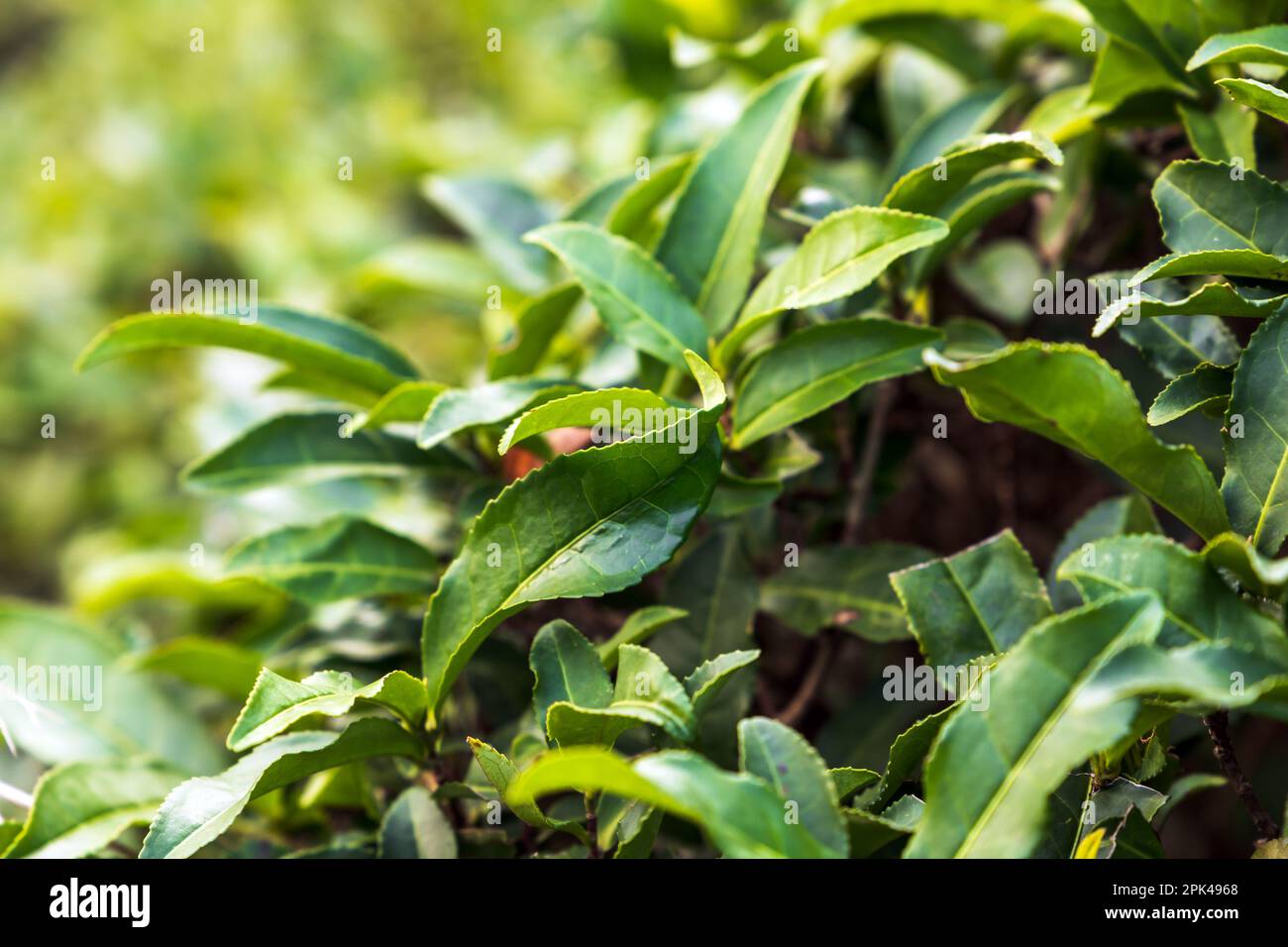 Asian bush hi-res stock photography and images - Alamy