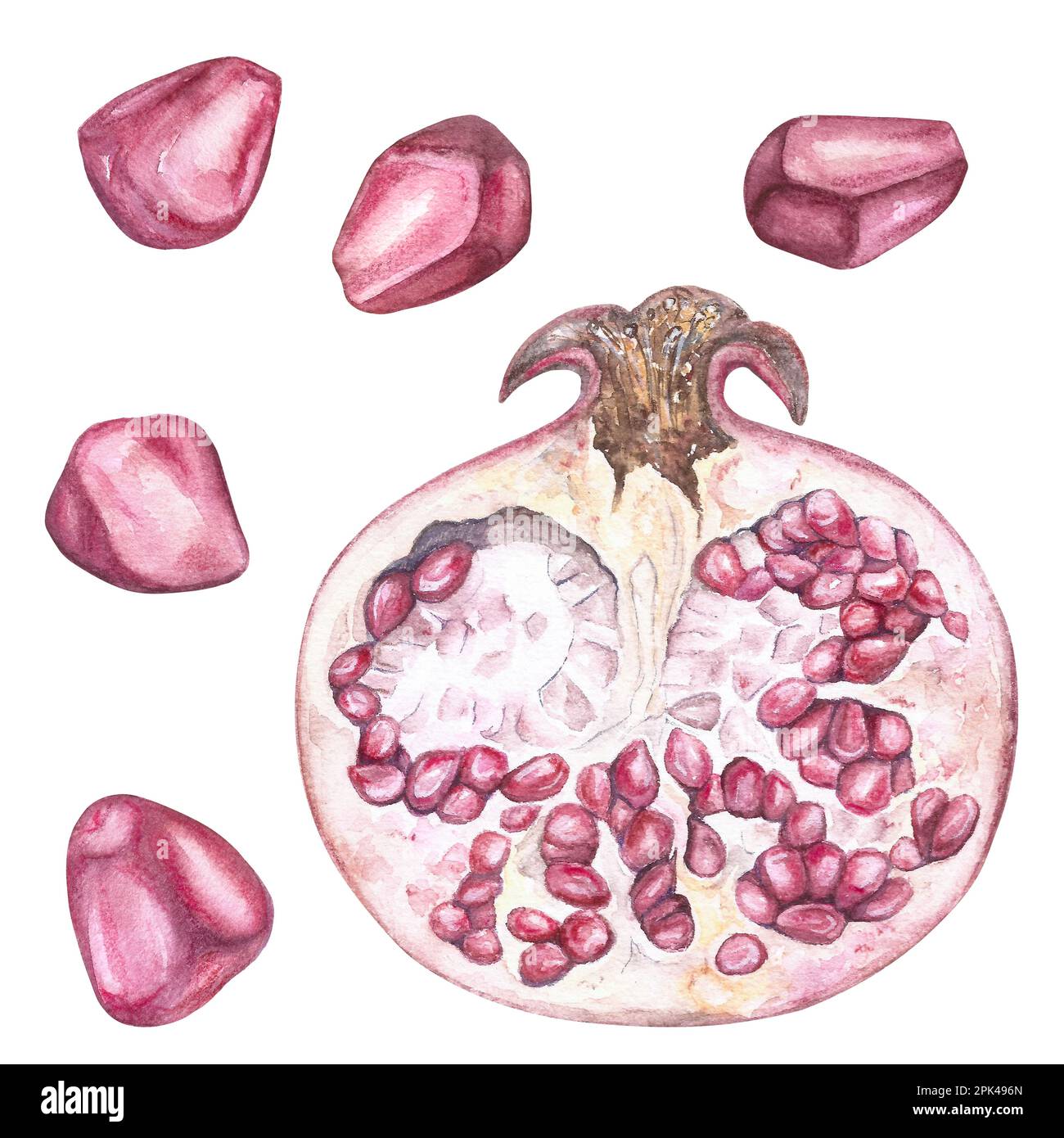 Watercolor illustration set of a juicy pomegranate fruit of burgundy ...