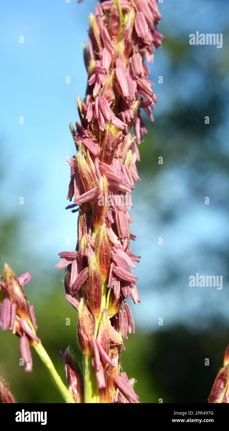 On the farm field blooms panicle corn Stock Photo - Alamy