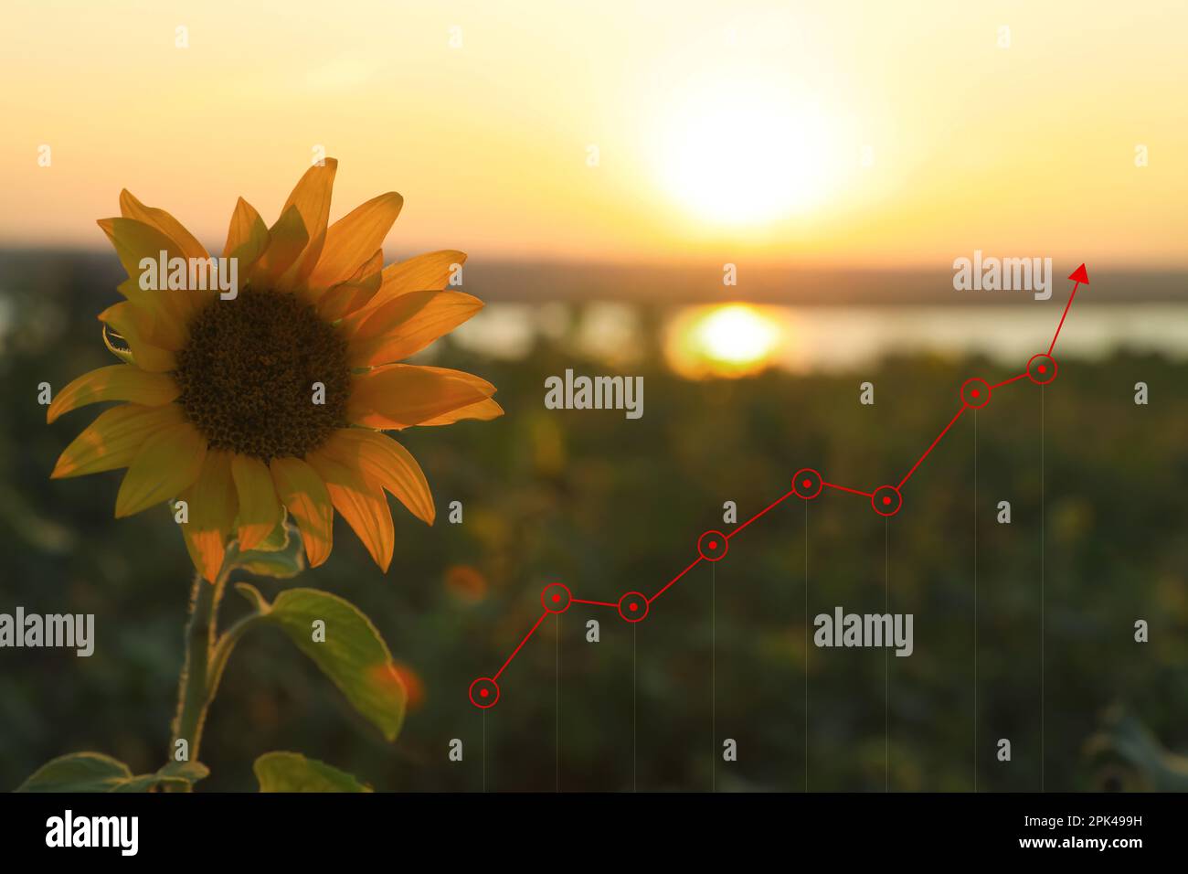 Sunflower and illustration of graph showing increase amount of harvest ...