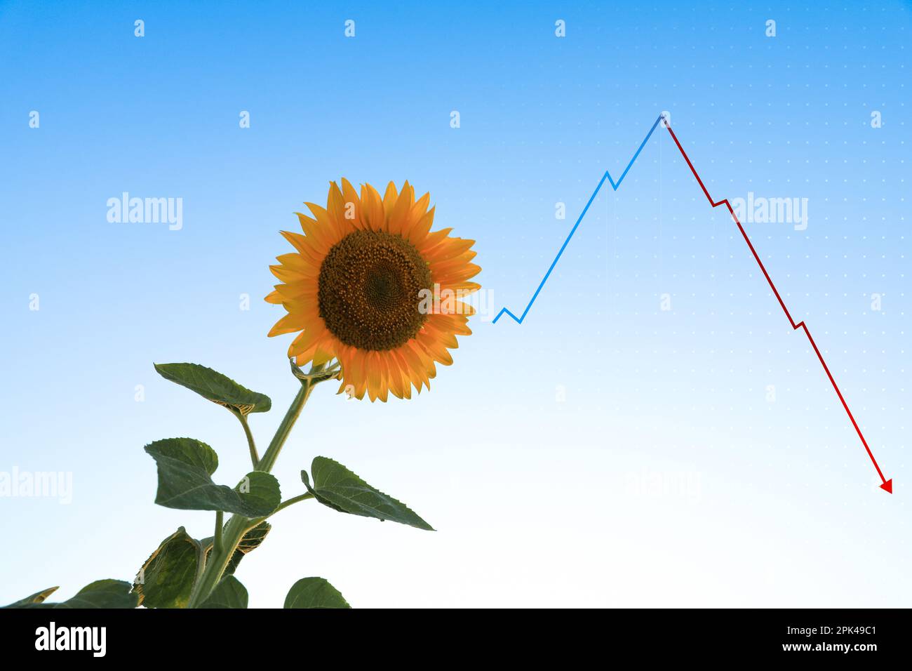 Agricultural crisis. Sunflower and illustration of graph showing ...