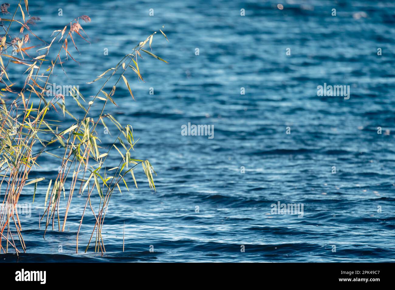 Coastal reed waving on wind on a sunny summer day. Natural background ...