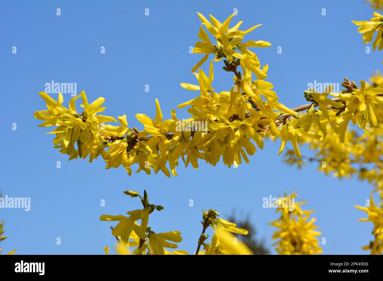 Forsythia bush blooms in spring in nature Stock Photo - Alamy