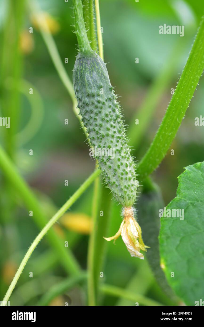 Cucumbers with fruits and leaves grow in greenhouses Stock Photo - Alamy