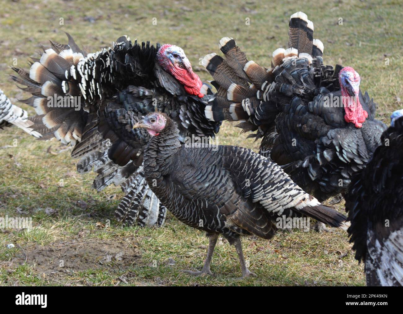 Herd of home turkeys in a rural backyard Stock Photo - Alamy