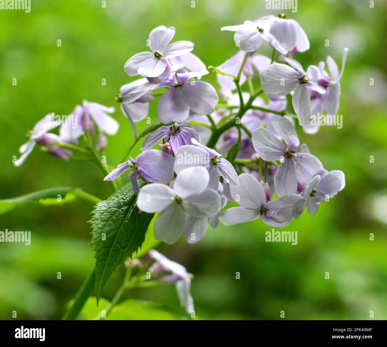Lunaria rediviva in bloom hi-res stock photography and images - Alamy