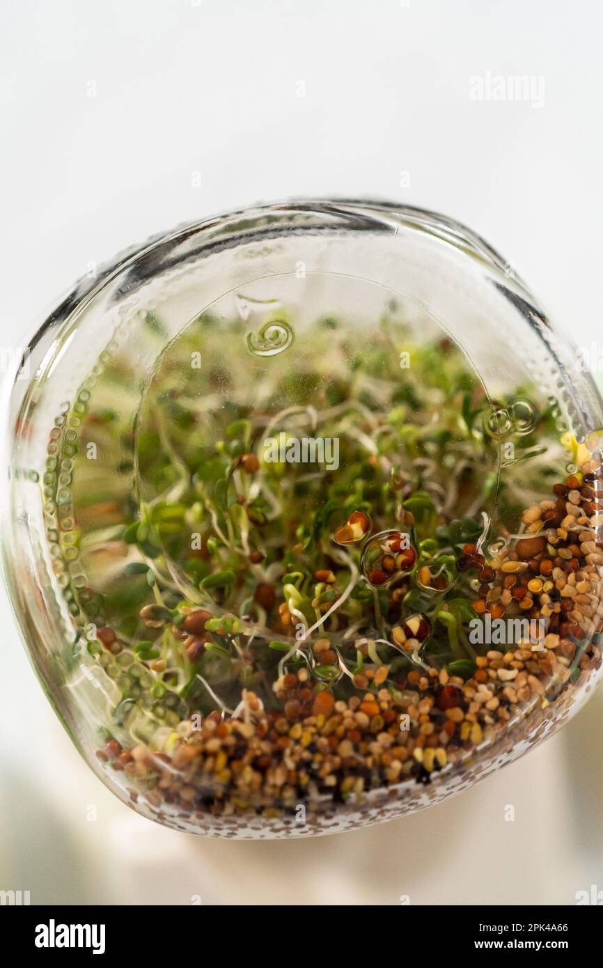 Growing sprouts in a jar Stock Photo - Alamy