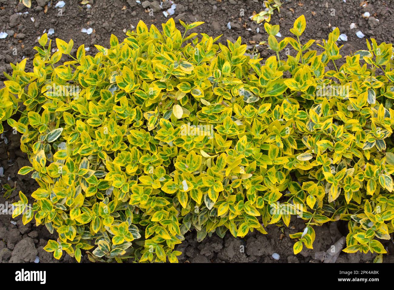 The evergreen ornamental shrub Euonymus fortunei grows in the garden ...