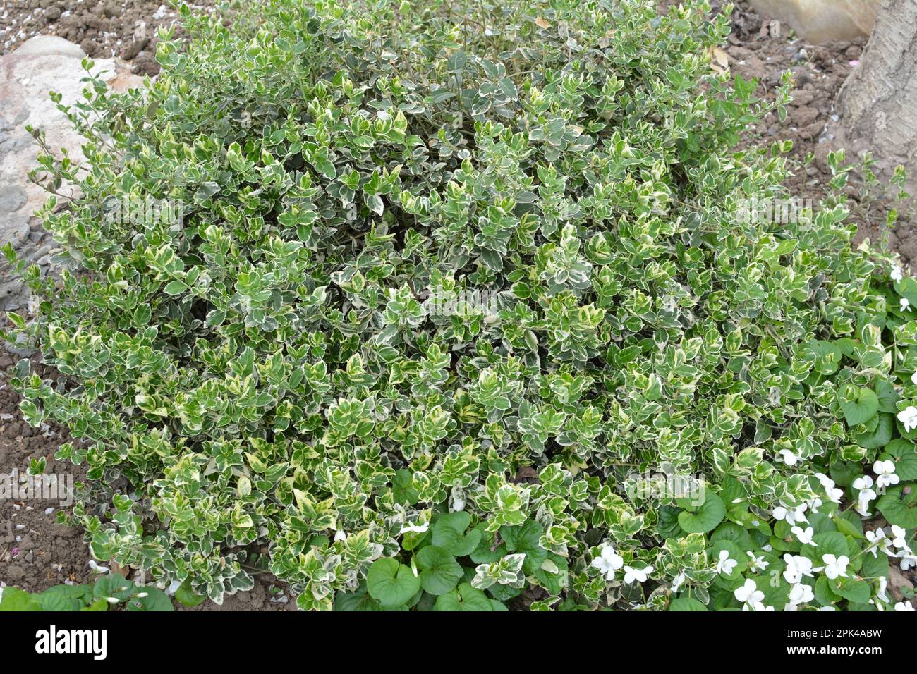 The evergreen ornamental shrub Euonymus fortunei grows in the garden ...