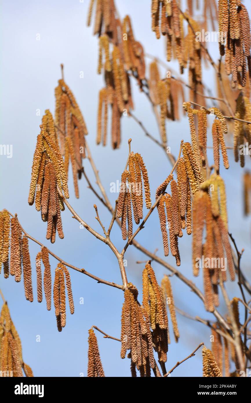 Common hazelnut and garden hi-res stock photography and images - Alamy