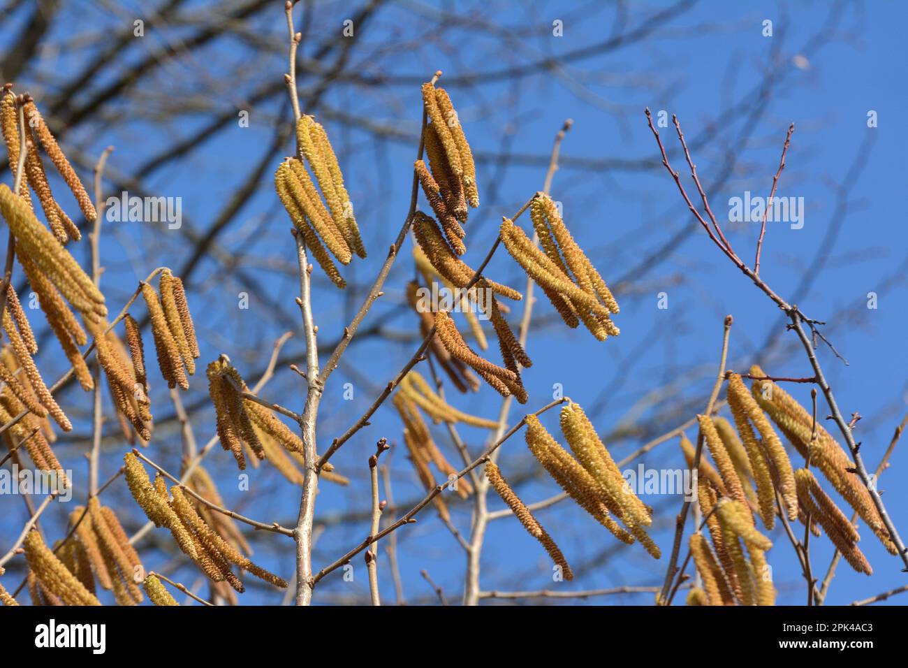 Common hazel (Corylus avellana) in the spring blooms in the forest ...