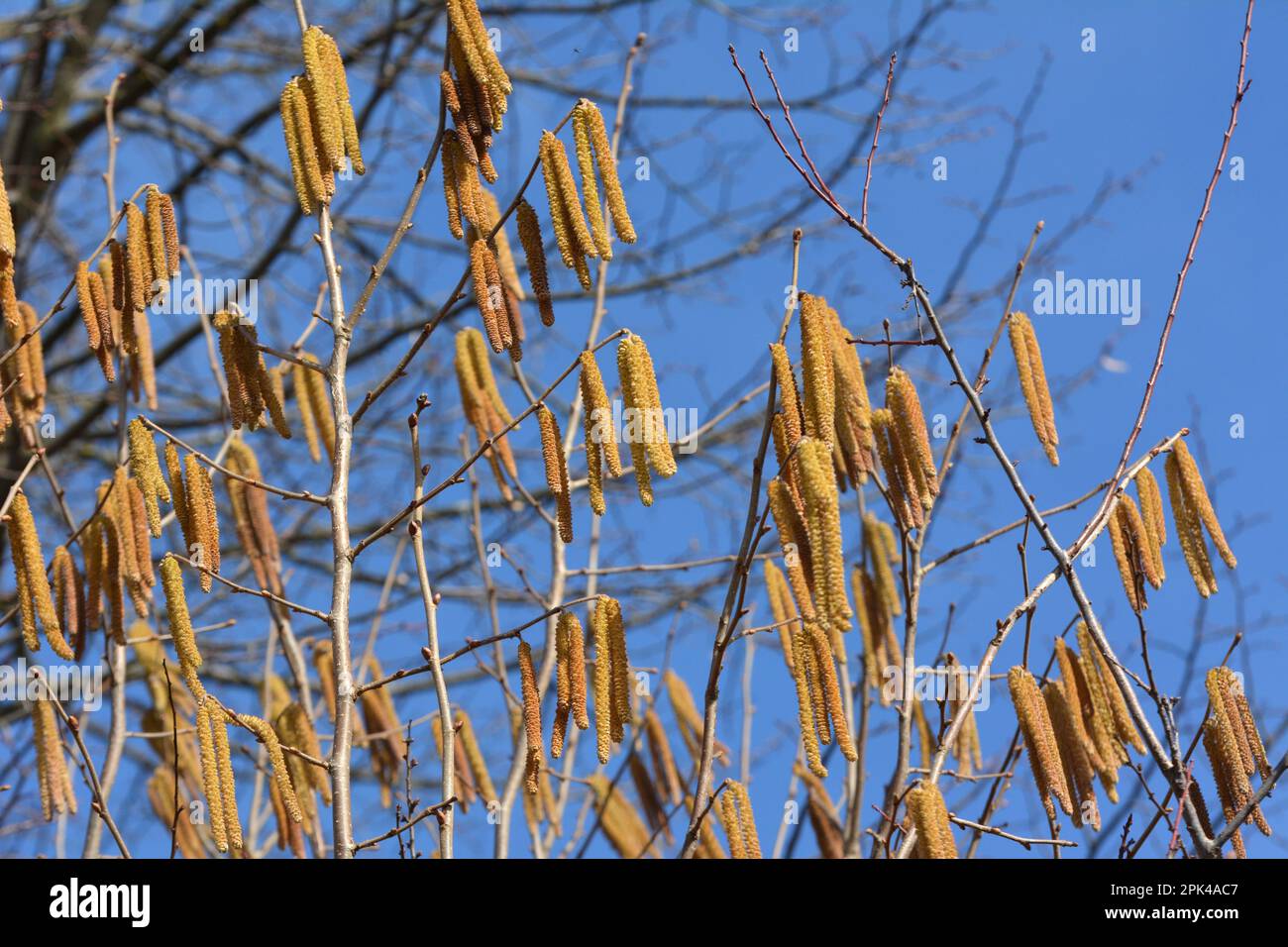 Common hazel (Corylus avellana) in the spring blooms in the forest ...