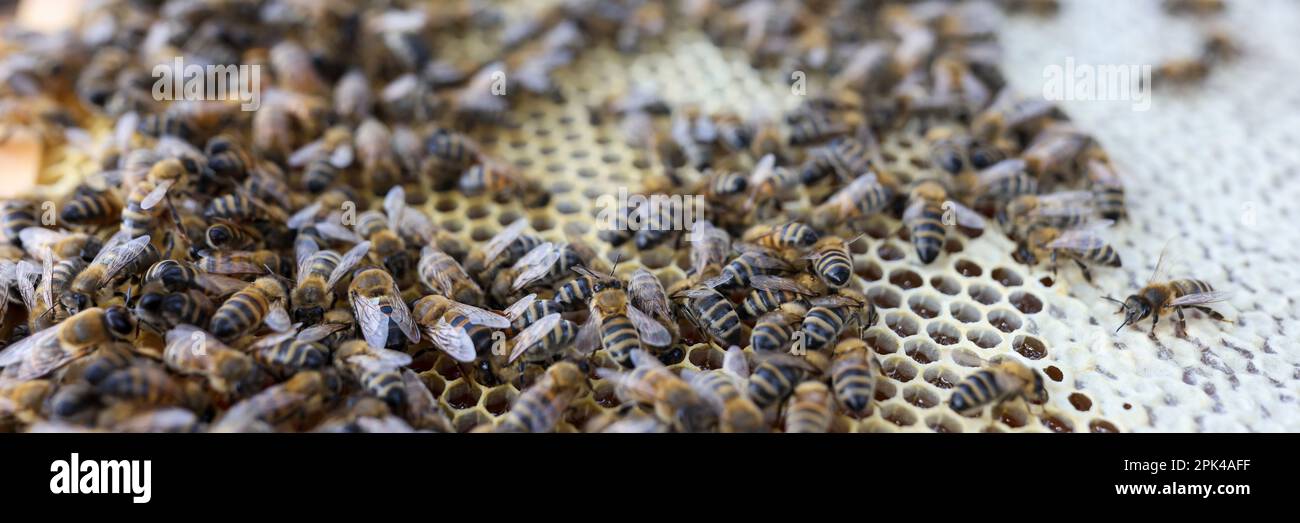 Frame with honey and bees, comb frame with bee family Stock Photo - Alamy