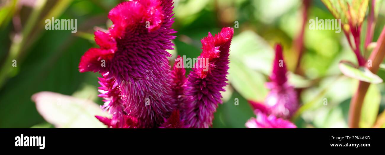 Chinese cockscomb wool flower or beautiful burgundy flower, celosia ...