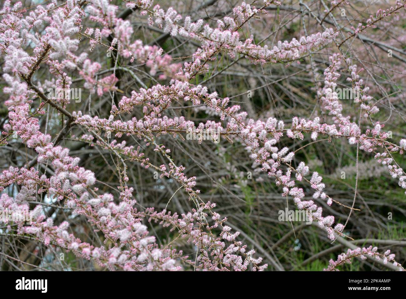 Tamarisk tree tamarix ramosissima hi-res stock photography and images ...