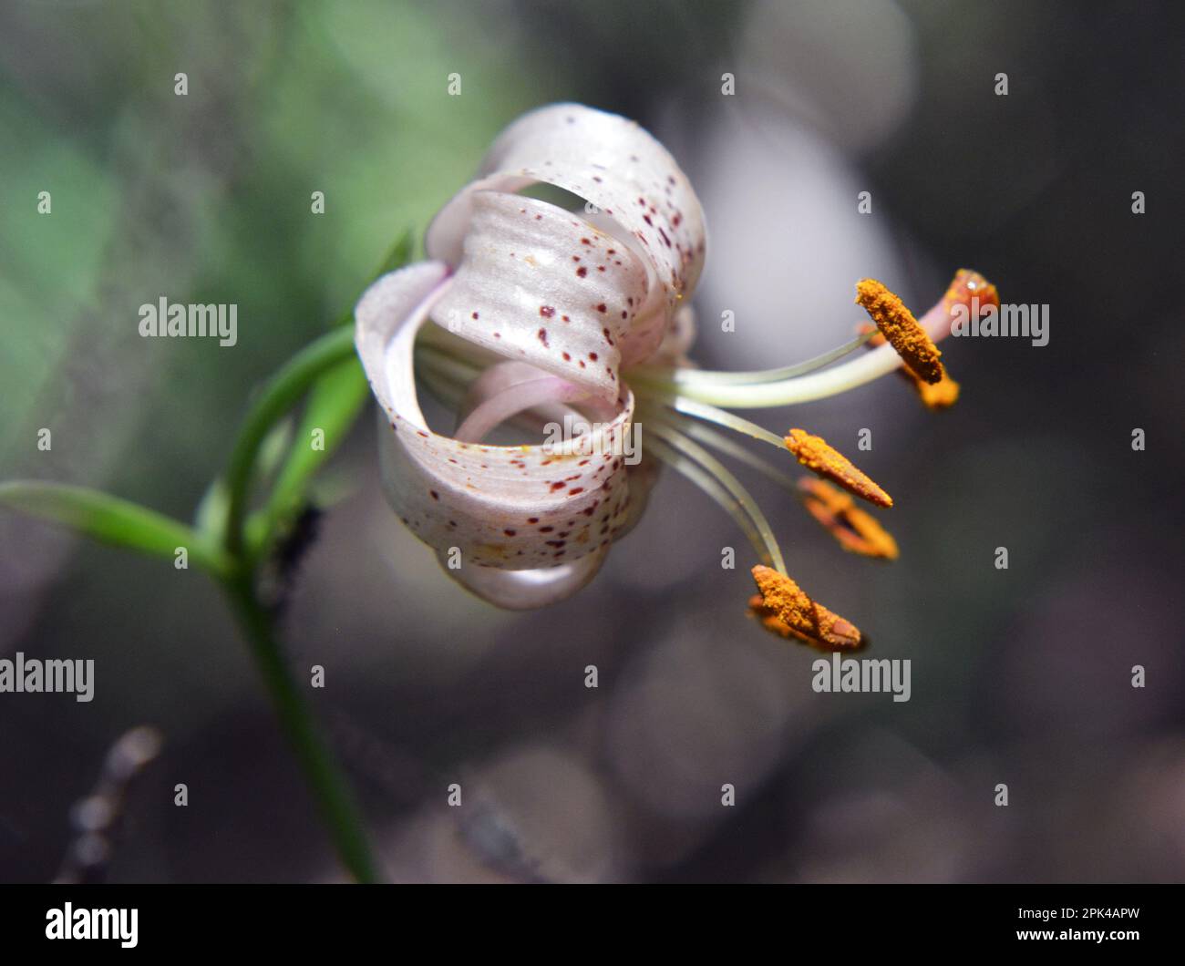 Forest lily (Lilium martagon) grows in the wild nature of the forest ...