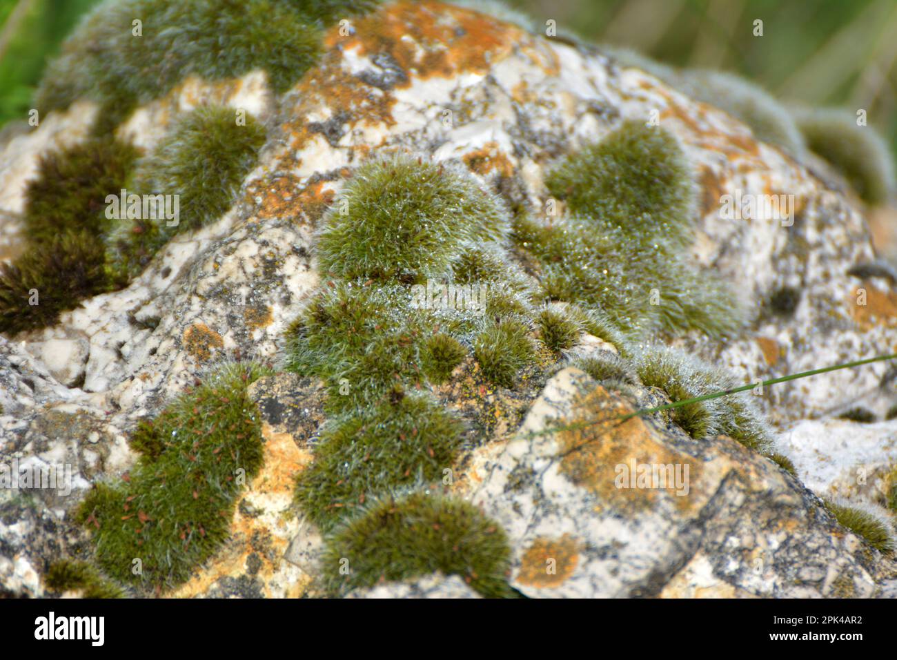 Moss of the Grimmiaceae family growing in the wild on a limestone rock ...