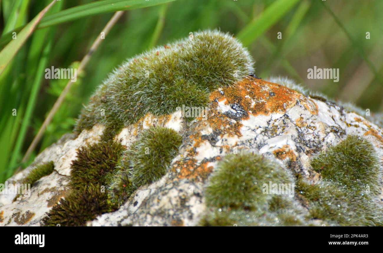 Moss of the Grimmiaceae family growing in the wild on a limestone rock ...