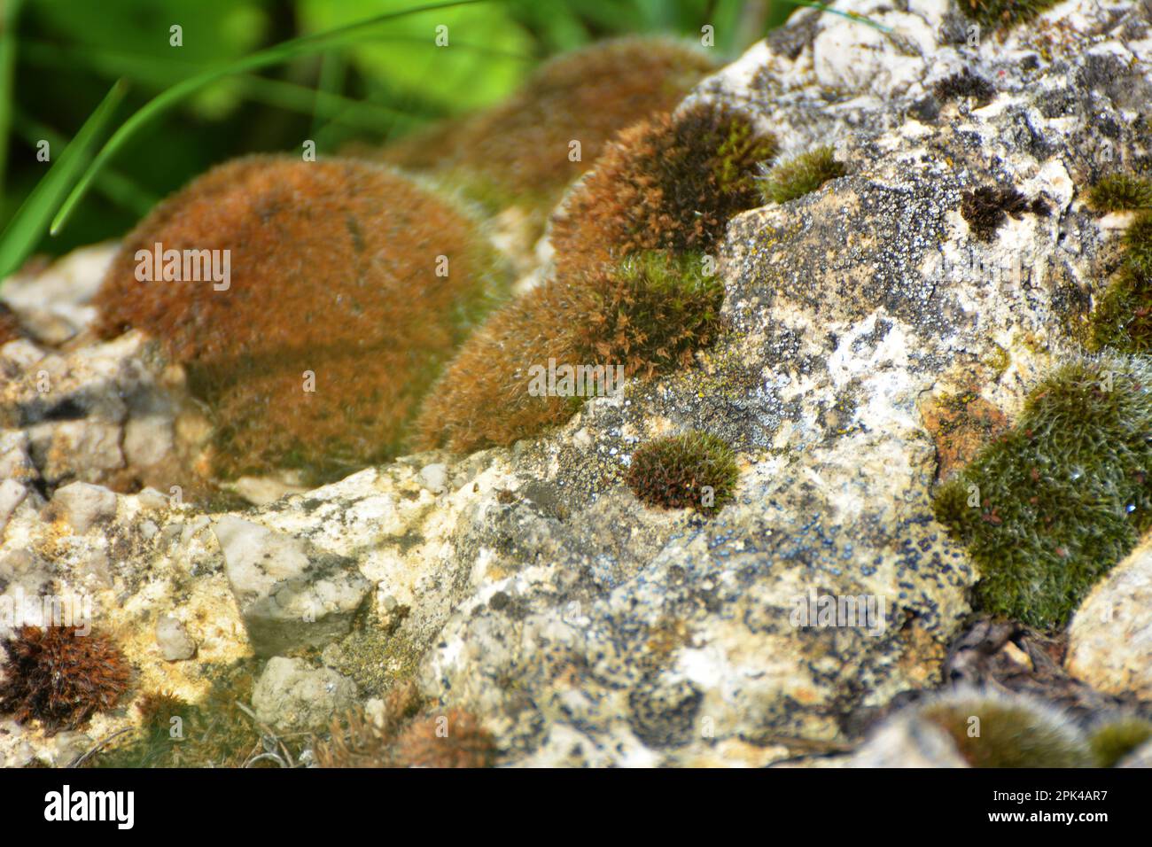 Moss of the grimmiaceae family hi-res stock photography and images - Alamy
