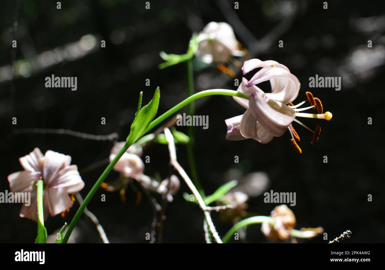 Forest lily (Lilium martagon) grows in the wild nature of the forest ...