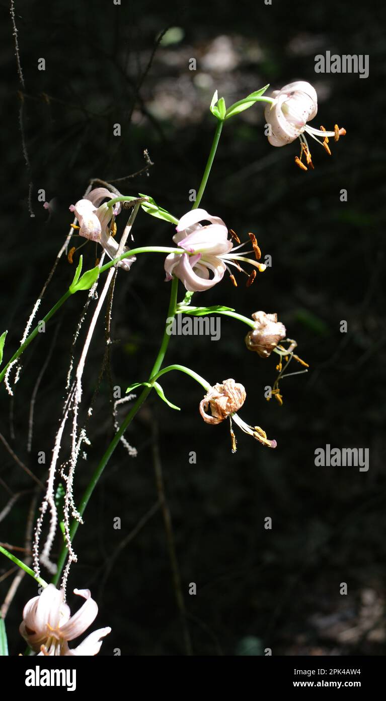 Forest lily (Lilium martagon) grows in the wild nature of the forest ...