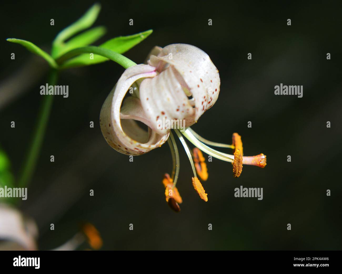 Forest lily (Lilium martagon) grows in the wild nature of the forest ...