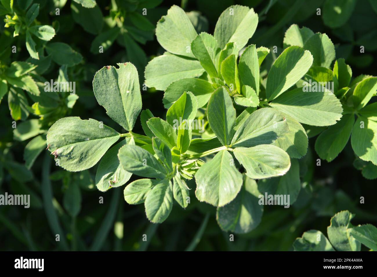 In the spring farm field young alfalfa grows Stock Photo - Alamy