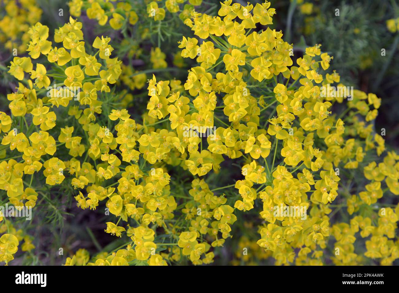 In the spring of wild herbs, Euphorbia cyparissias blooms Stock Photo ...
