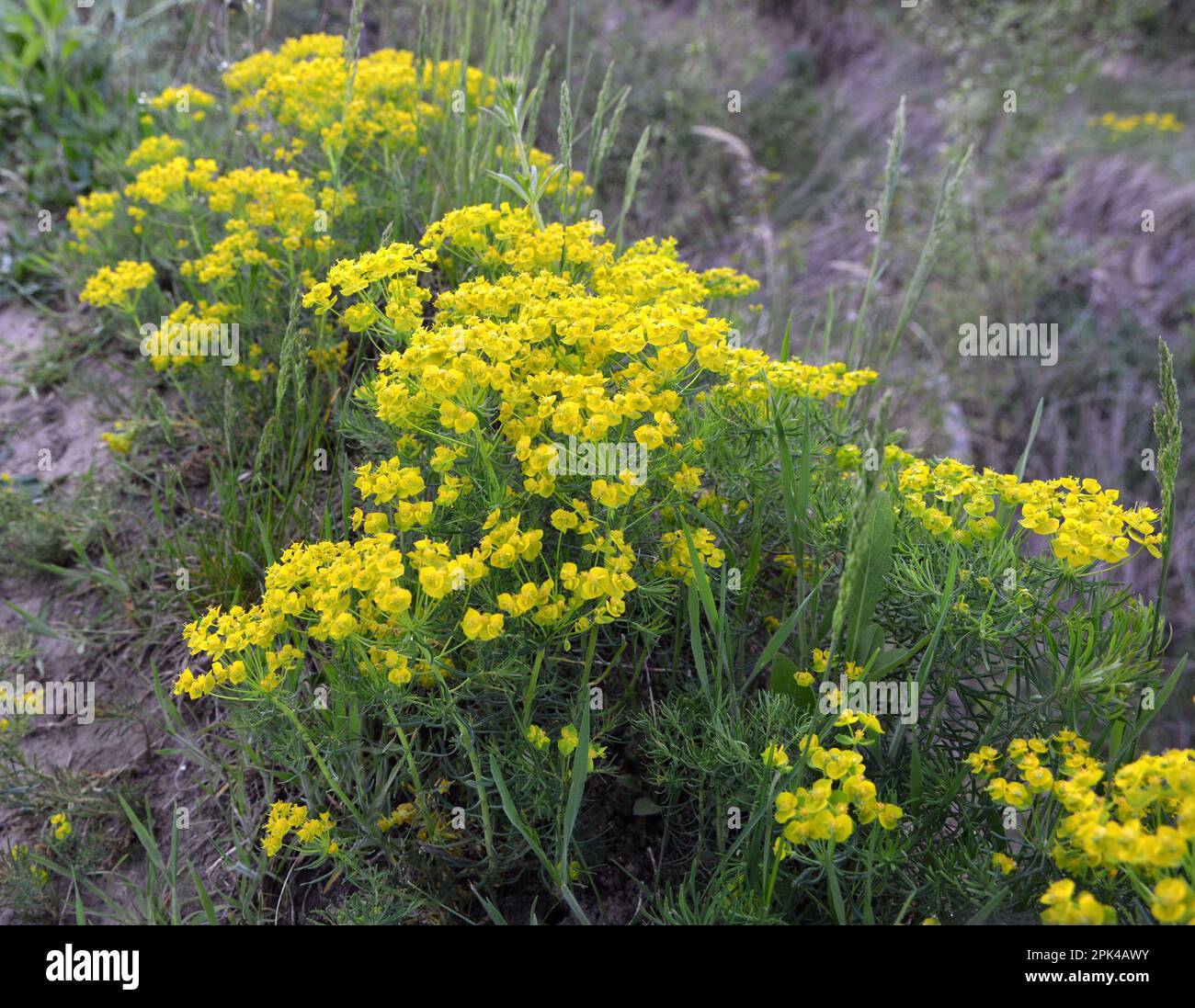 In the spring of wild herbs, Euphorbia cyparissias blooms Stock Photo ...