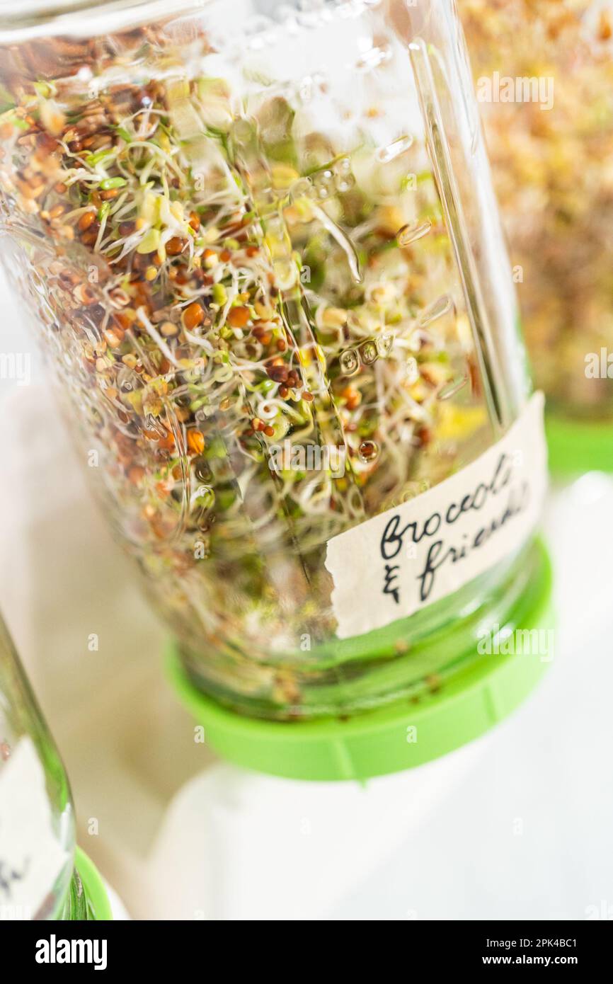 Growing sprouts in a jar Stock Photo - Alamy