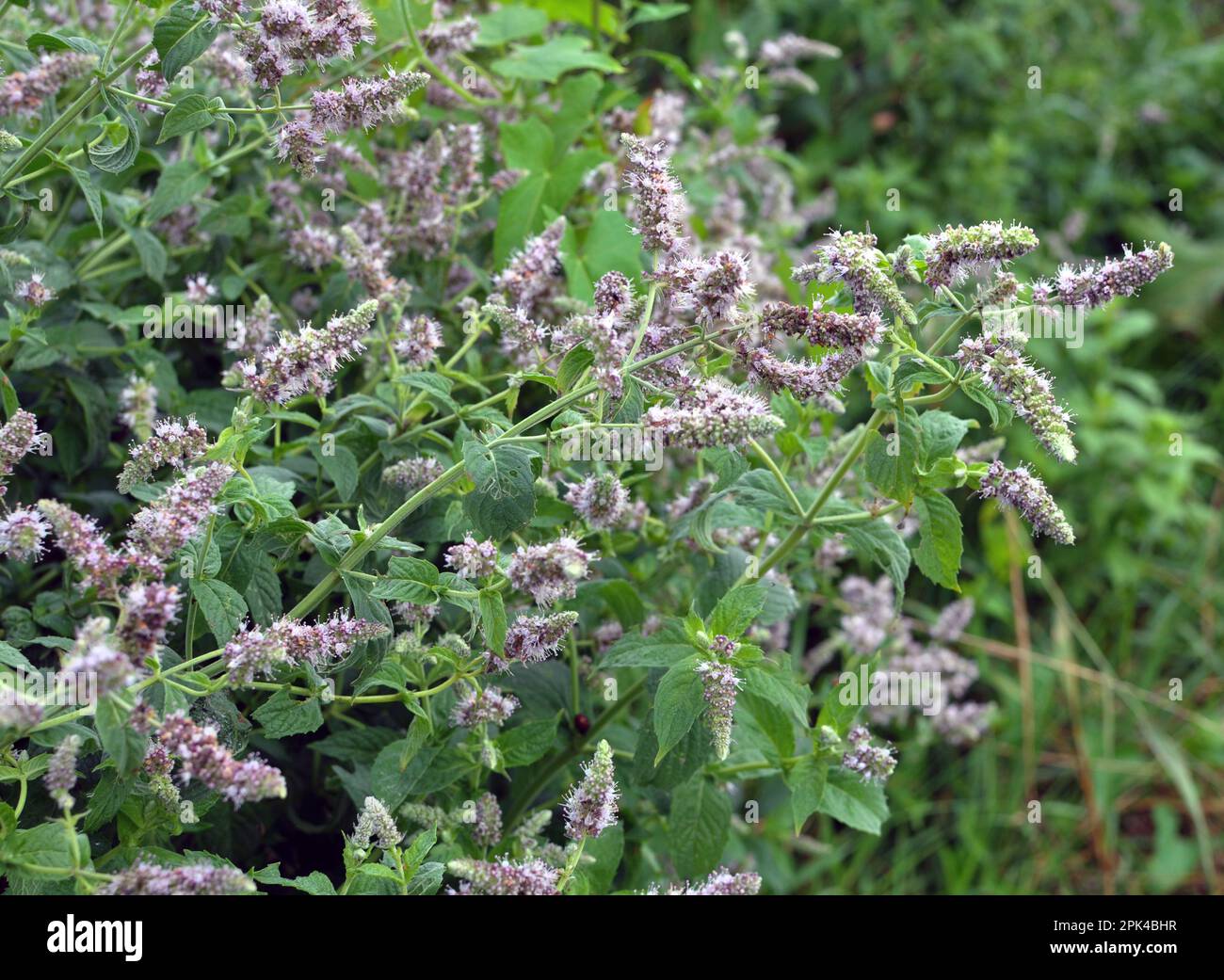 In the wild grows mint long-leaved (Mentha longifolia Stock Photo - Alamy