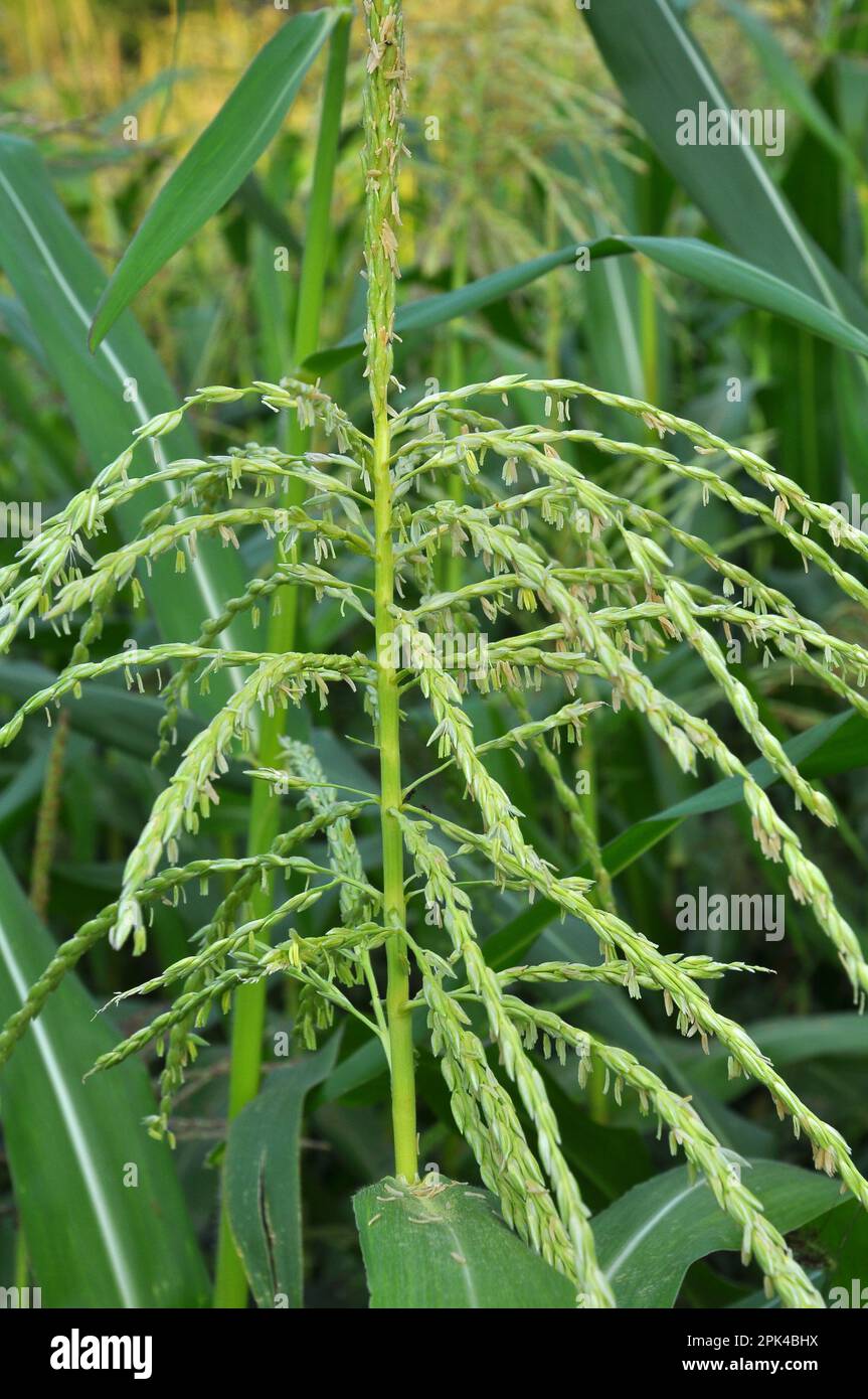 On the farm field blooms panicle corn Stock Photo - Alamy
