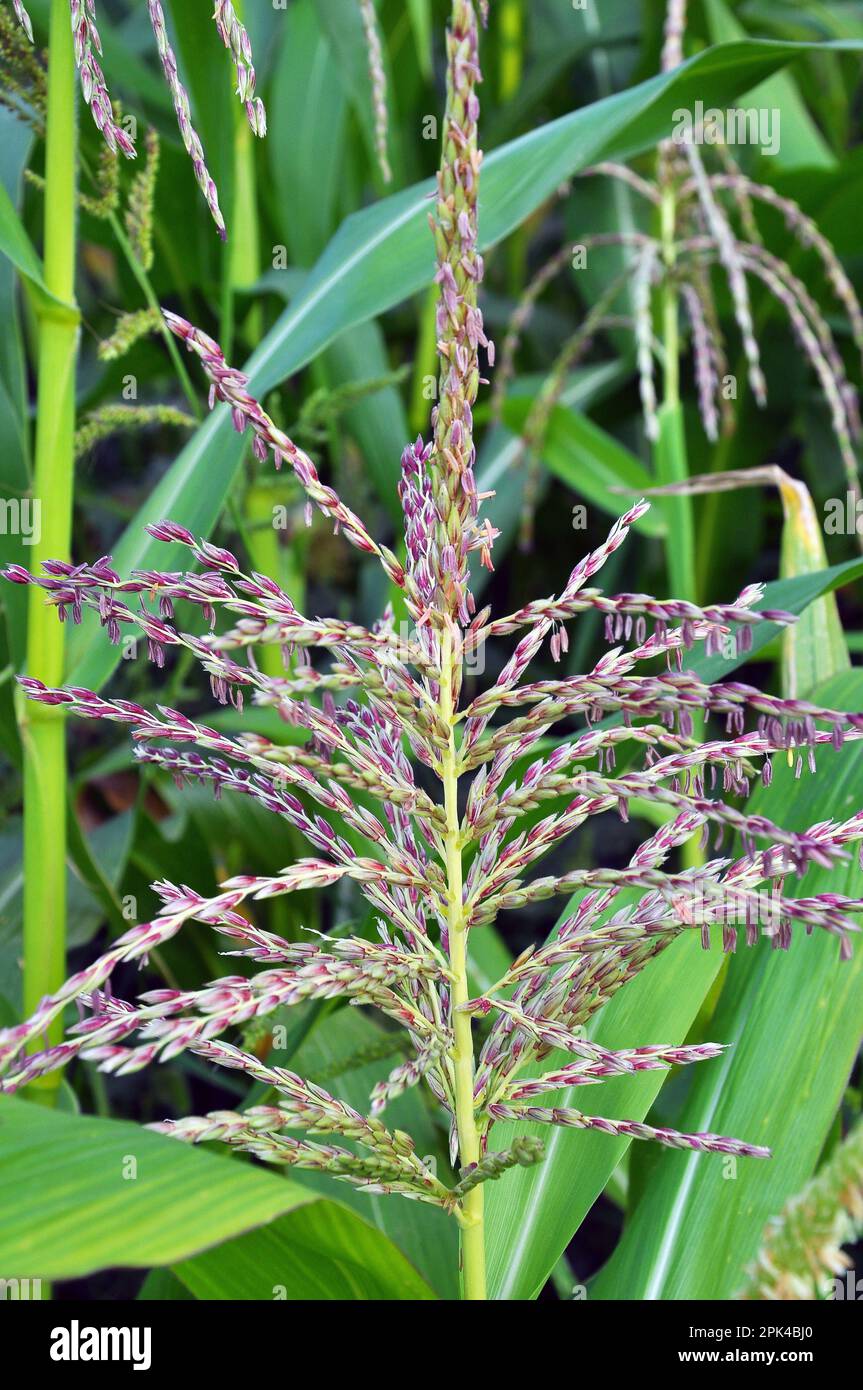 On the farm field blooms panicle corn Stock Photo - Alamy