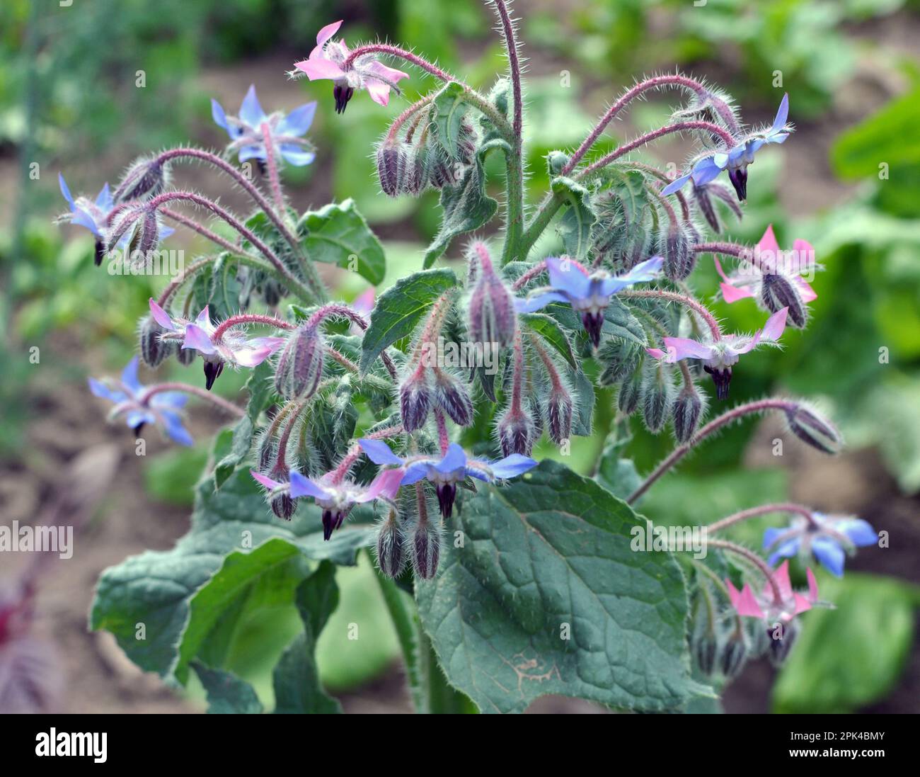 In summer, borage (Borago officinalis) grows in nature Stock Photo - Alamy