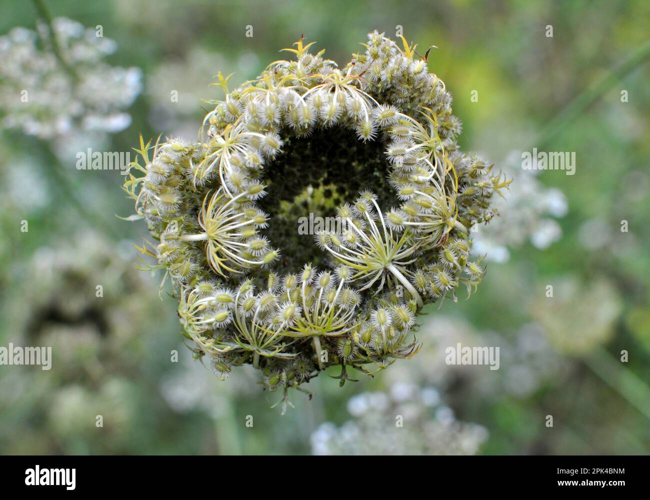 In summer, wild carrots (Daucus carota) grow in nature Stock Photo - Alamy