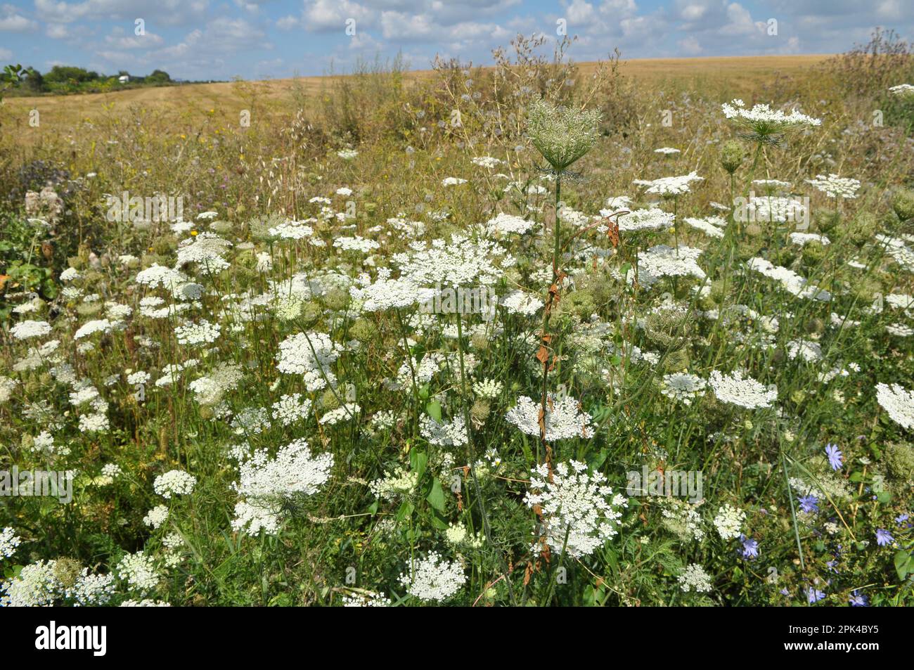 In summer, wild carrots (Daucus carota) grow in nature Stock Photo - Alamy