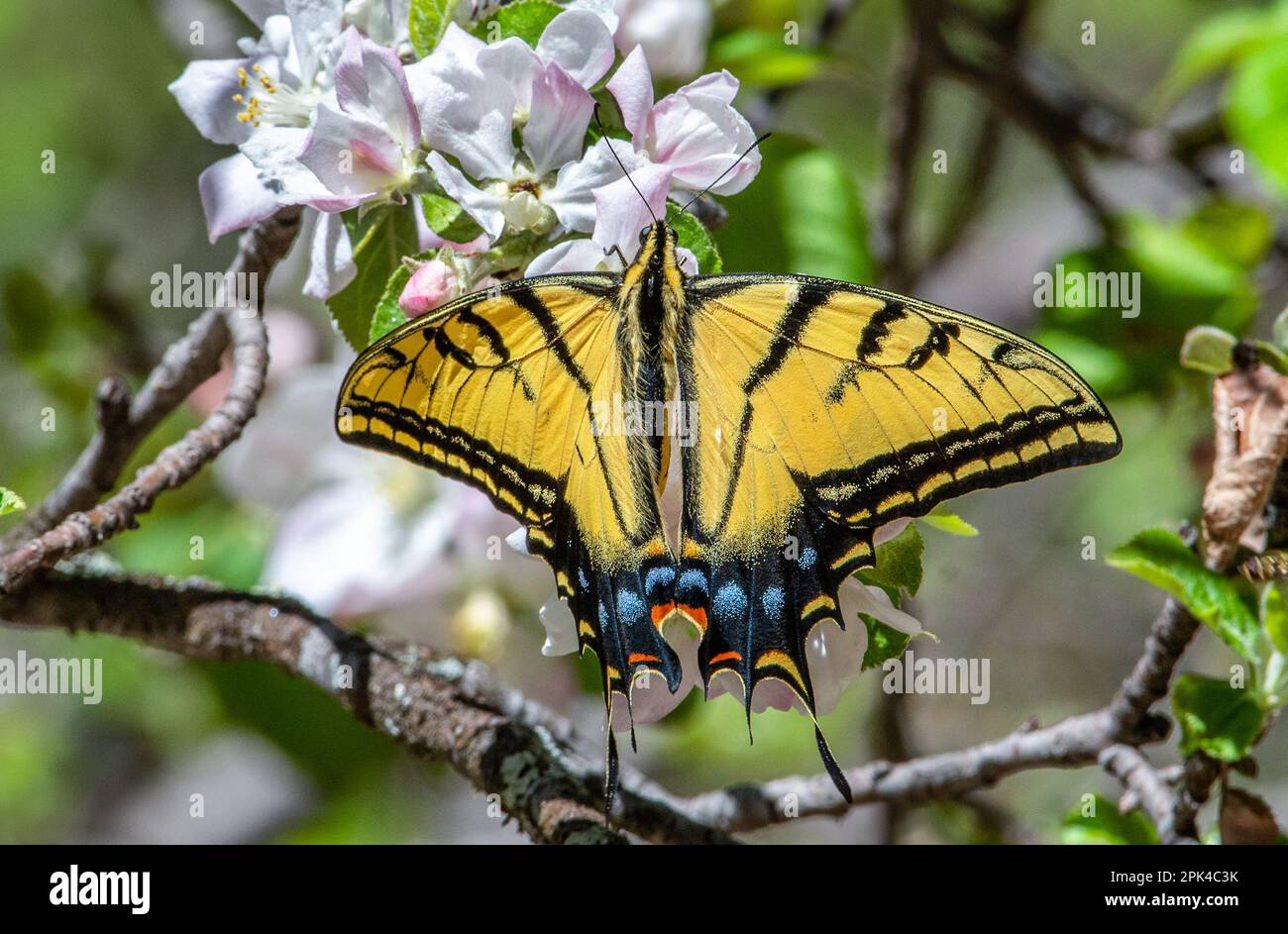 This beautiful Two-tailed Swallowtail butterfly spent hours feeding on ...