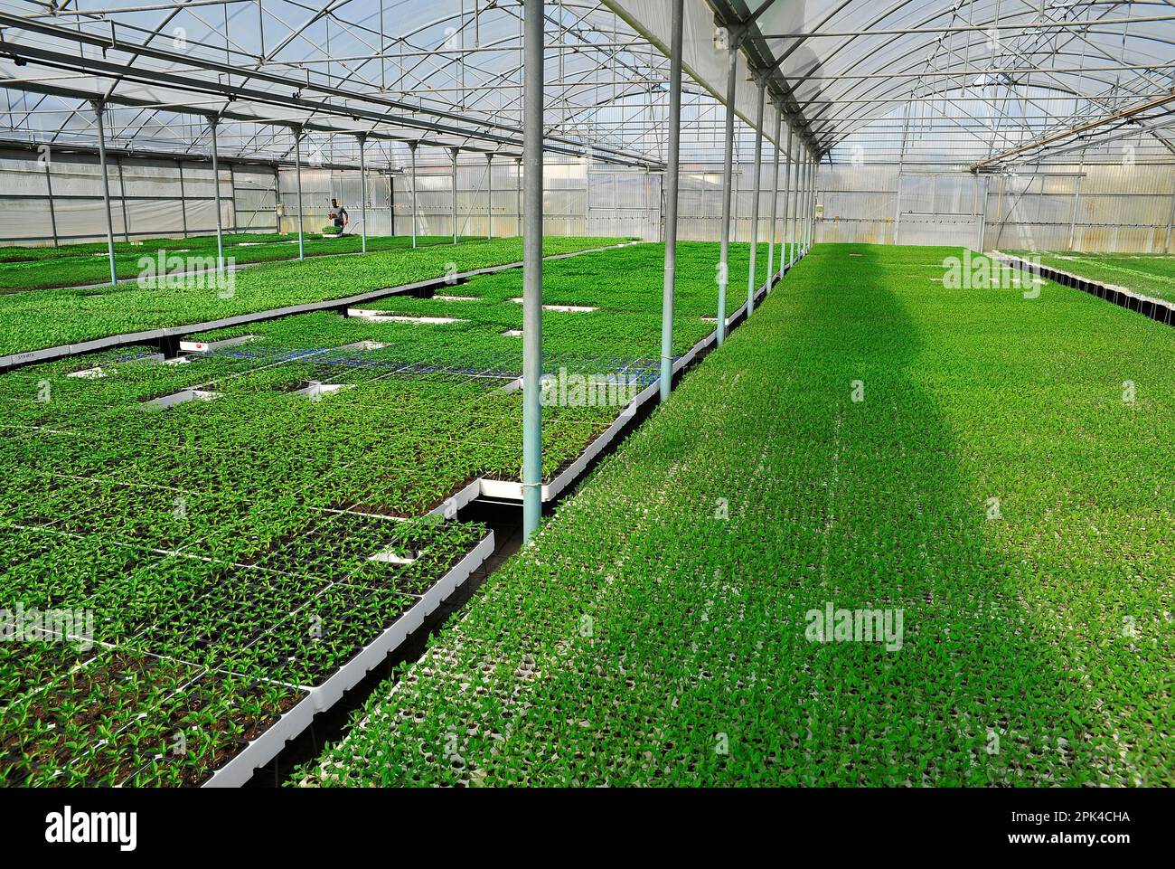 Agricultural greenhouse of an Italian company Stock Photo - Alamy