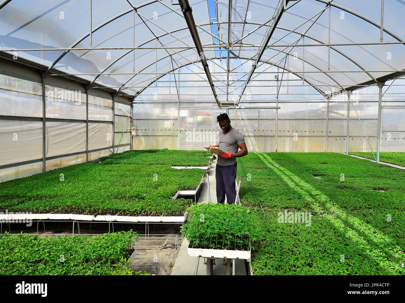 Agricultural greenhouse of an Italian company: worker preparing an ...