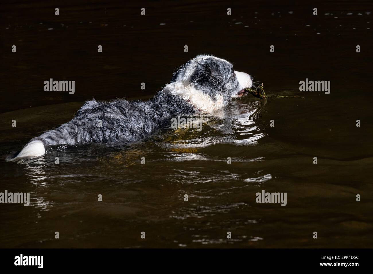 Blue Merle Border Collie swimming in a river after a short stick ...