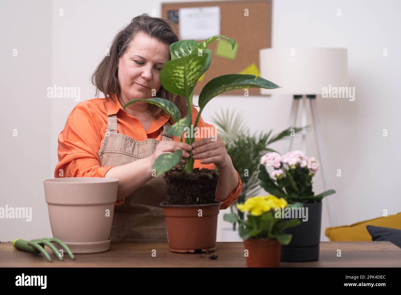 Woman nurturing home plants after transferring them to fresh pot ...