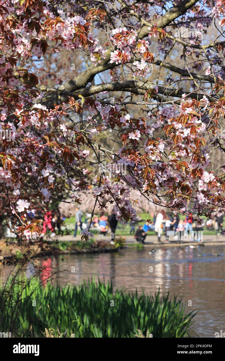 Spring sunshine for the Easter holidays in St James's Park, in central ...