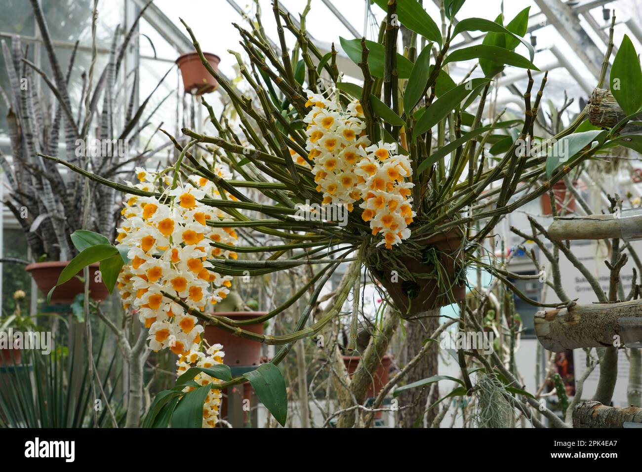 Flowering orchid in Latin called Dendrobium Farmeri-Thyrsiflorum ...