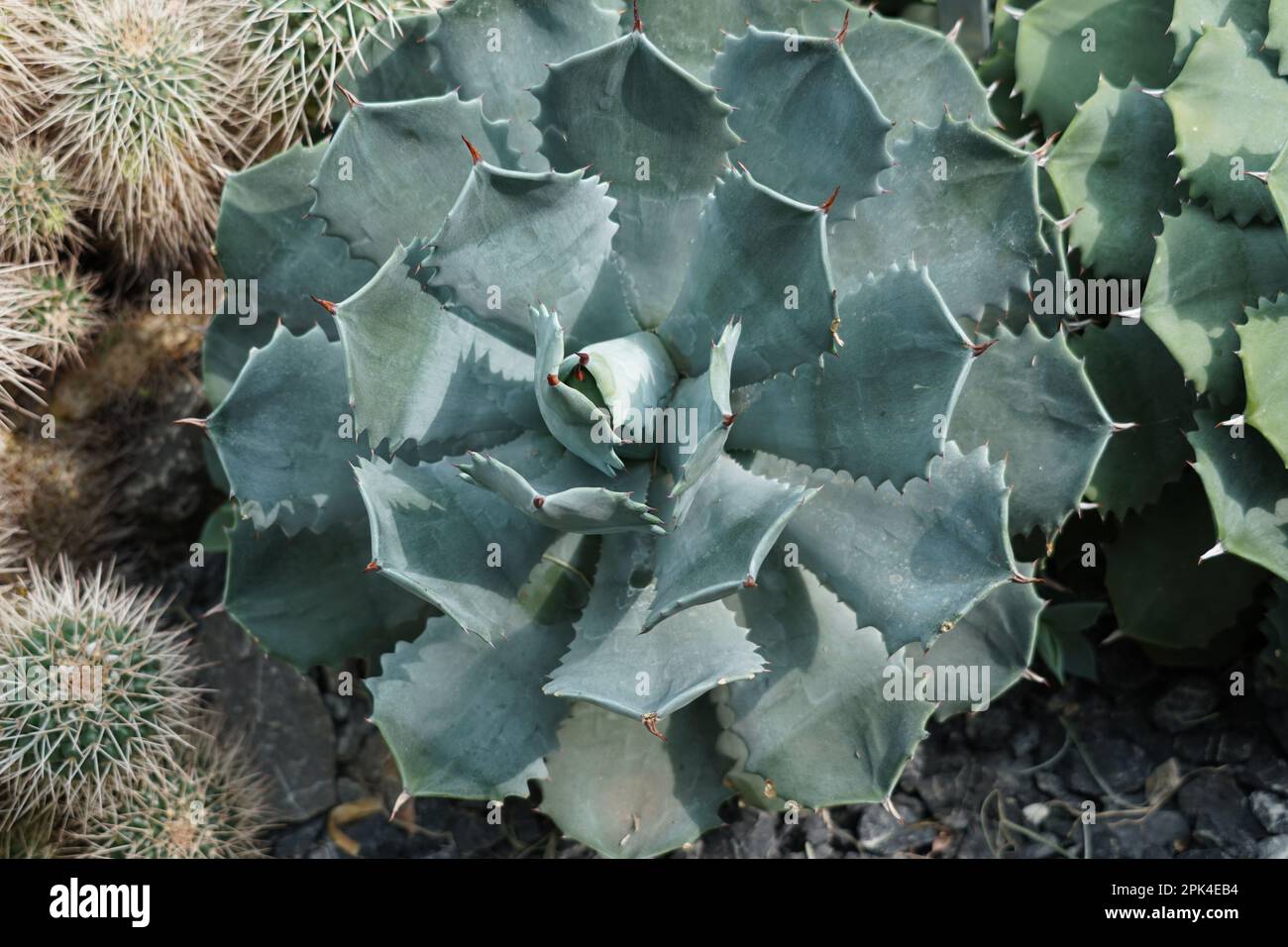 Agave rosette hi-res stock photography and images - Alamy