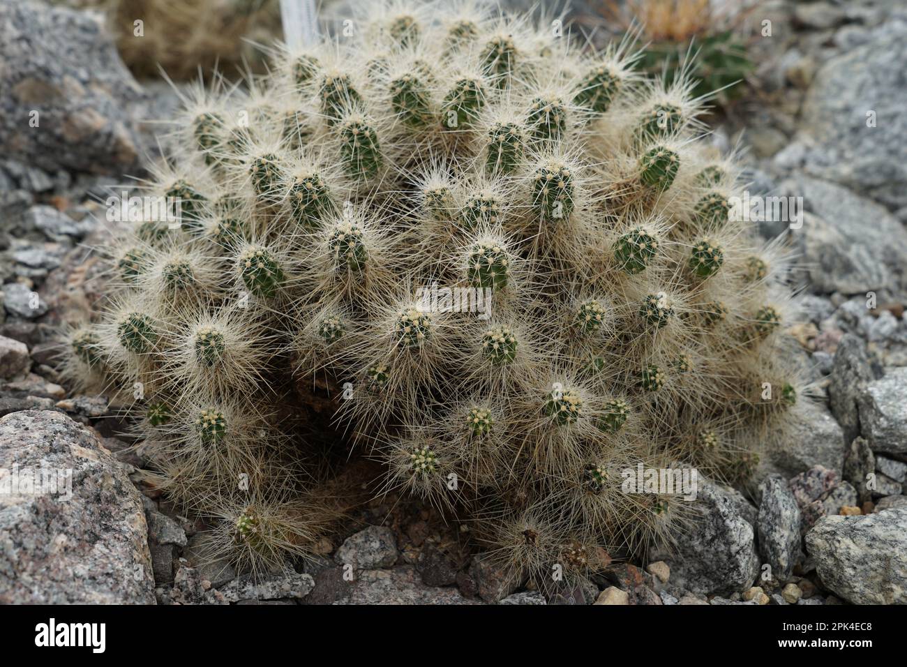 Cylindrical shaped cactus, in Latin called Echinocereus parkeri ...