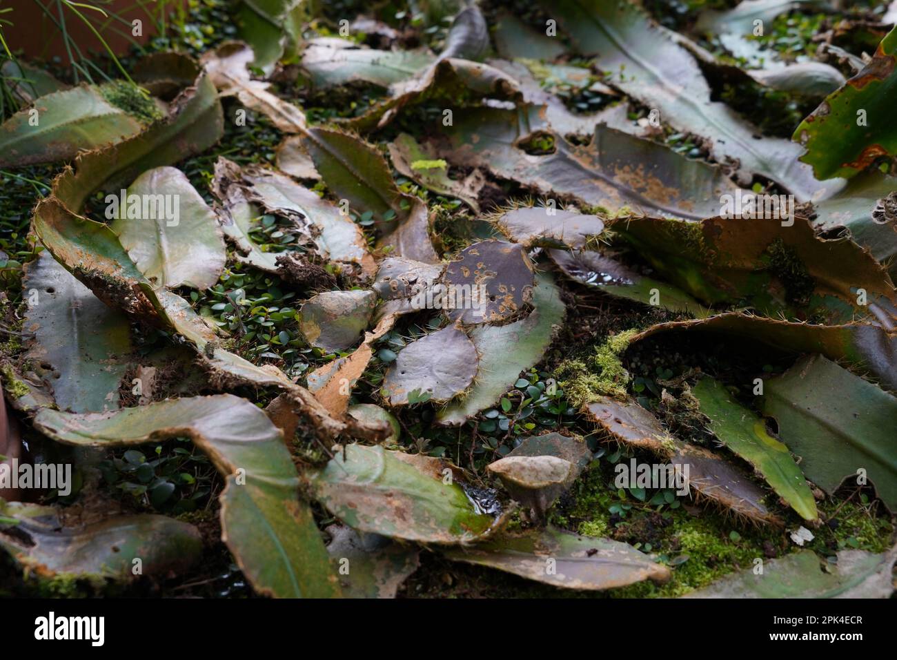 Leaves of succulent and other plants left over for natural ...