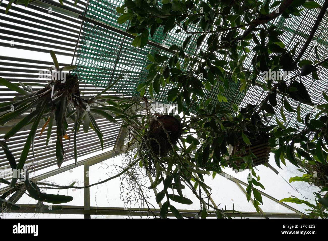 Collection of succulent and other exotic plants hanging in a greenhouse ...