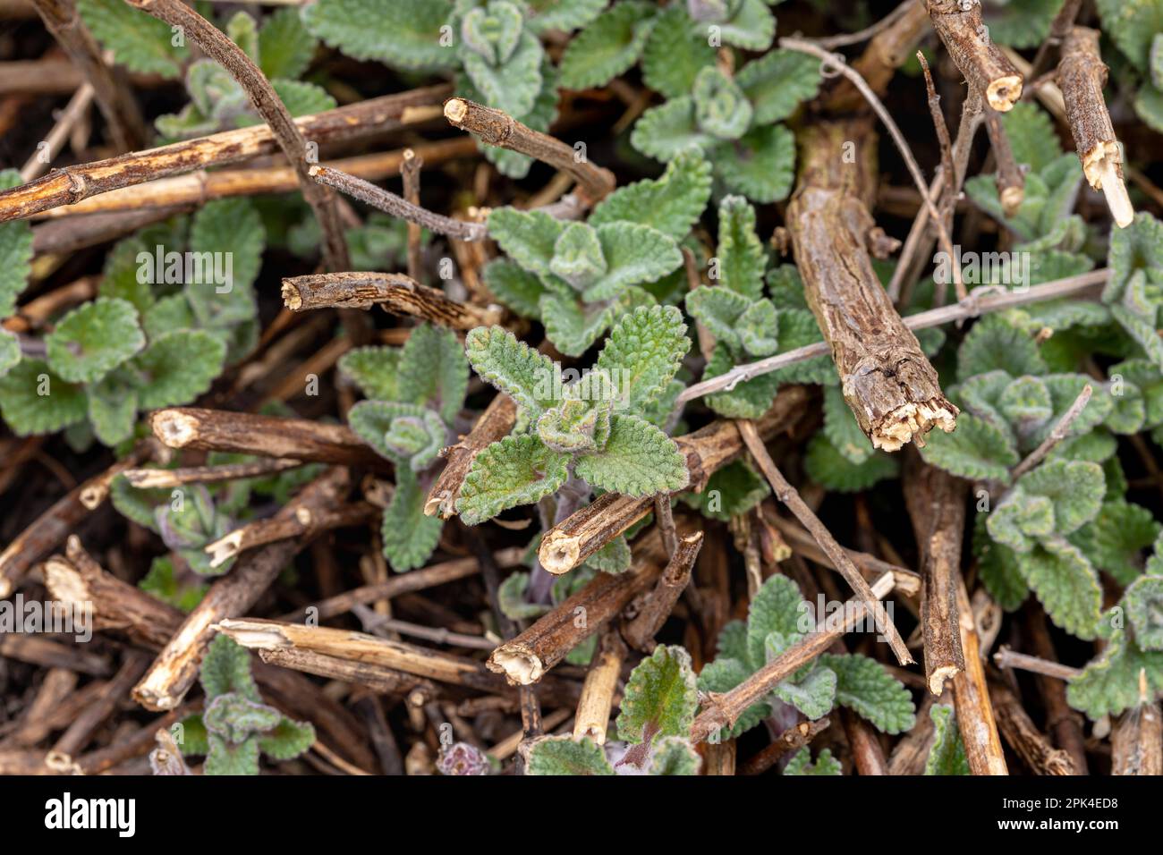 Nepeta catnip flower growing in spring. Wildflower garden, gardening ...