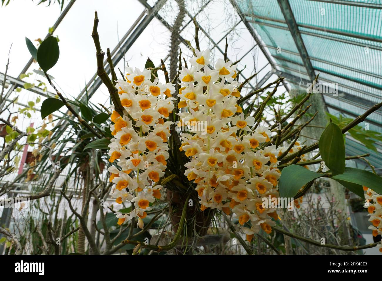 Orchid in Latin called Dendrobium Farmeri-Thyrsiflorum growing in a ...