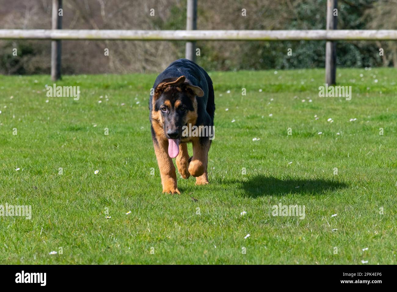 Black and tan german shepherd hi-res stock photography and images - Alamy